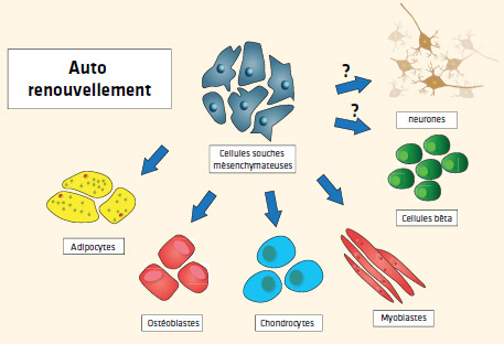 Cellules stromales; Cellule stromale; Cellules du stroma