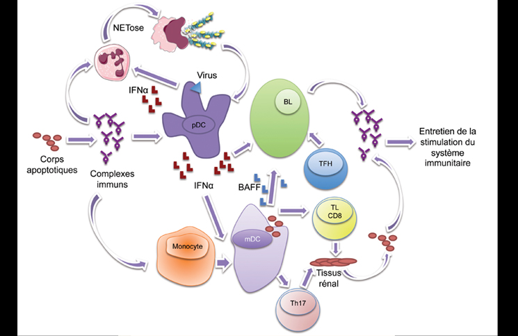Physiopathologie du lupus - Rhumatos
